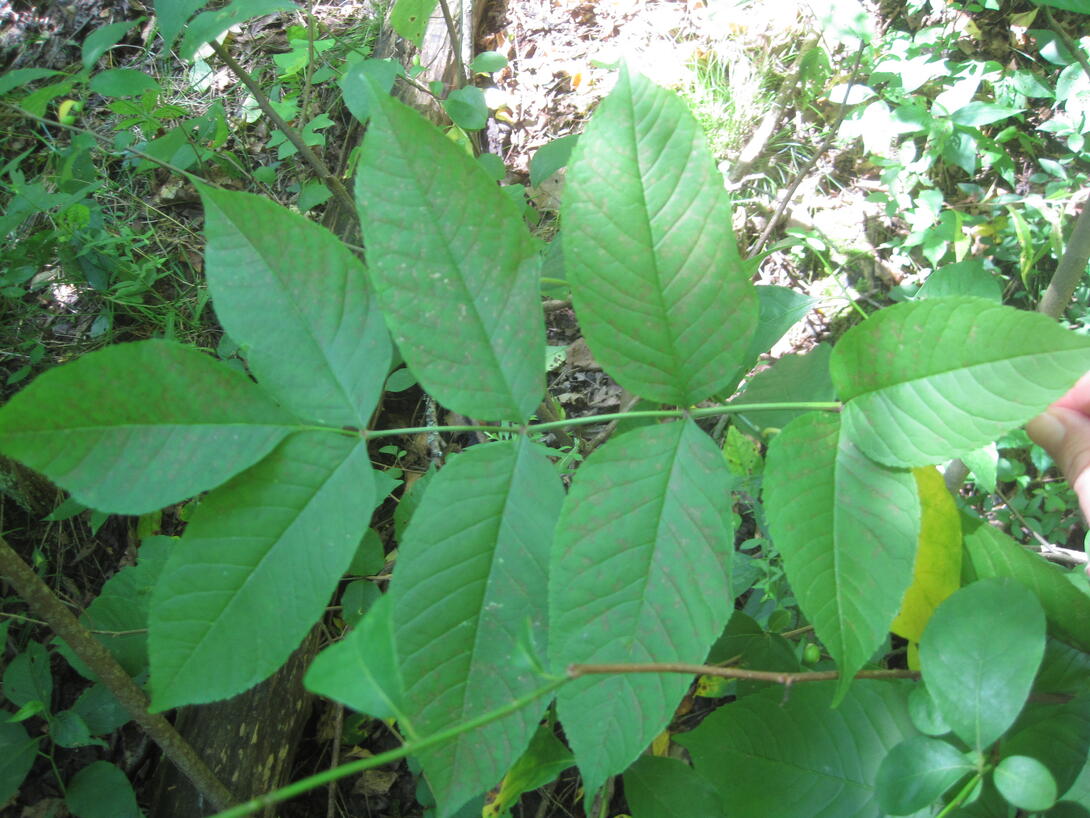 Black Ash | CMP Tree Selection Tool